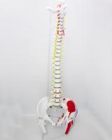 China Human Life Size Spine Model with Pelvis and Muscles Advanced PVC Musculoskeletal Model for sale