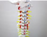 China Human Life Size Spine Model with Pelvis and Muscles Advanced PVC Musculoskeletal Model for sale