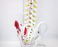 China Human Life Size Spine Model with Pelvis and Muscles Advanced PVC Musculoskeletal Model for sale