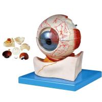 China Human Life Size Deluxe 7-part Anatomical Eyeball Model for Ophthalmological Categories for sale