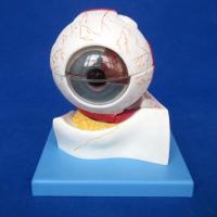China Human Life Size Deluxe 7-part Anatomical Eyeball Model for Ophthalmological Categories for sale