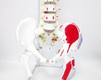 China Human Life Size Spine Model with Pelvis and Muscles Advanced PVC Musculoskeletal Model for sale
