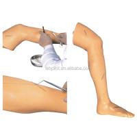 China Medical Surgery Training Model Vivid Leg Model for Surgical Instrument Demonstration for sale