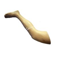 China Medical Surgery Training Model Vivid Leg Model for Surgical Instrument Demonstration for sale