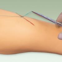 China Medical Surgery Training Model Vivid Leg Model for Surgical Instrument Demonstration for sale