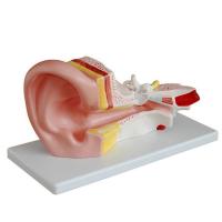 China Middle Ear Model for Otology Anatomical Models Detailed Human Anatomy Representation for sale
