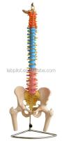 China Colored Spine Model with Pelvic Cervical Lumbar and Thoracic Vertebrae Hospitals' Must-Have for sale