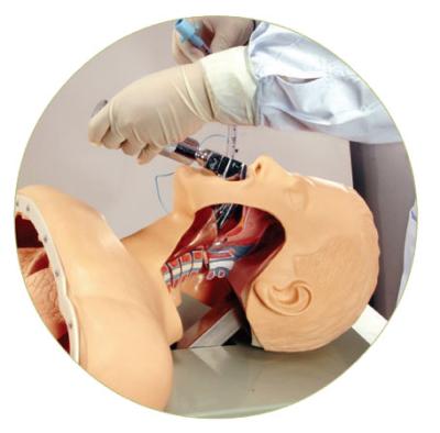 China Trachea Intubation Practice Human Life Size Oral and Nasal Intubation Training Model for sale