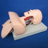 China Trachea Intubation Practice Human Life Size Oral and Nasal Intubation Training Model for sale