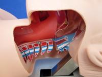 China Trachea Intubation Practice Human Life Size Oral and Nasal Intubation Training Model for sale