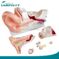 China Human Life Size Ear Model Anatomical Demonstration of Ear Structure for Exhibitions for sale