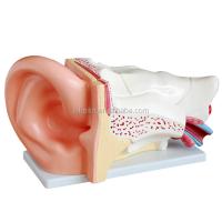 China Human Life Size Ear Model Anatomical Demonstration of Ear Structure for Exhibitions for sale