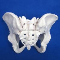China Advanced PVC Vivid Hip Bone Model for Teaching Female Pelvis Model within Clinics for sale
