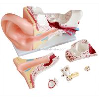 China Human Life Size Ear Model Anatomical Demonstration of Ear Structure for Exhibitions for sale