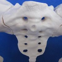 China Advanced PVC Vivid Hip Bone Model for Teaching Female Pelvis Model within Clinics for sale