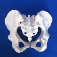 China Advanced PVC Vivid Hip Bone Model for Teaching Female Pelvis Model within Clinics for sale