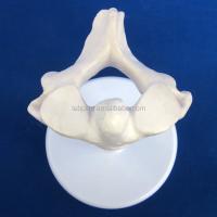 China Vivid Vertebra Models for Medical Science Atlas Axis Cervical Thoracic and Lumbar for sale