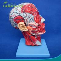 China Detailed Anatomy Structures in Half Head Model for Human Head and Neck Anatomical Model for sale