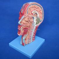 China Detailed Anatomy Structures in Half Head Model for Human Head and Neck Anatomical Model for sale