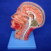 China Detailed Anatomy Structures in Half Head Model for Human Head and Neck Anatomical Model for sale