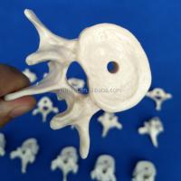 China Vivid Vertebra Models for Medical Science Cervical Thoracic Lumbar Sacrum and Coccyx for sale