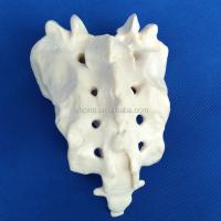 China Vivid Vertebra Models for Medical Science Cervical Thoracic Lumbar Sacrum and Coccyx for sale