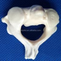 China Vivid Vertebra Models for Medical Science Cervical Thoracic Lumbar Sacrum and Coccyx for sale