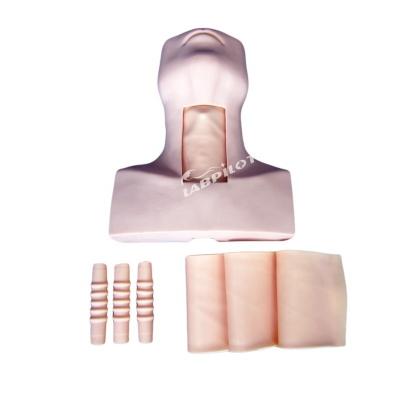 China Manikin Anatomy Teaching Tracheostomy Demonstration Model for Medical Science Subject for sale