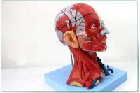 China Anatomical Demonstration Human Head with Muscles and Brain Anatomical Torso Model for sale