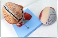 China Anatomical Demonstration Human Head with Muscles and Brain Anatomical Torso Model for sale