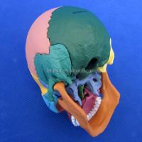 China Advanced PVC Colored Skull Model Assembly for Anatomical Demonstration Demonstration for sale