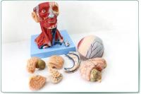 China Anatomical Demonstration Human Head with Muscles and Brain Anatomical Torso Model for sale