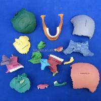 China Advanced PVC Colored Skull Model Assembly for Anatomical Demonstration Demonstration for sale