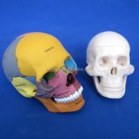 China Advanced PVC Colored Skull Model Assembly for Anatomical Demonstration Demonstration for sale