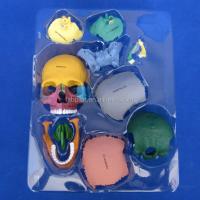 China Advanced PVC Colored Skull Model Assembly for Anatomical Demonstration Demonstration for sale