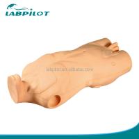 China Advanced PVC Torso Model for Central Venous Injection and Puncture Skill Development for sale