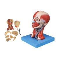 China Educational Anatomy Demonstration Human Head Model with Muscles Nerves Brain Life Size for sale