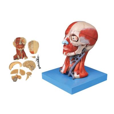 China Educational Anatomy Demonstration Human Head Model with Muscles Nerves Brain Life Size for sale