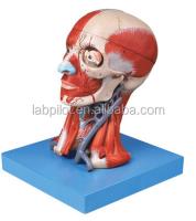 China Educational Anatomy Demonstration Human Head Model with Muscles Nerves Brain Life Size for sale