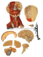 China Educational Anatomy Demonstration Human Head Model with Muscles Nerves Brain Life Size for sale