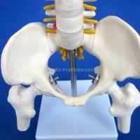 China Small Spine Model with Vertebral Column Pelvis and Femur Heads 45CM Human Skeleton for sale