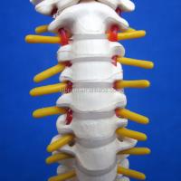 China Small Spine Model with Vertebral Column Pelvis and Femur Heads 45CM Human Skeleton for sale