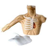 China Advanced PICC Simulator and Peripheral Venous Puncture Teaching Model for Human Size for sale