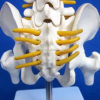 China Small Spine Model with Vertebral Column Pelvis and Femur Heads 45CM Human Skeleton for sale