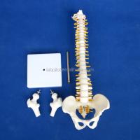 China Small Spine Model with Vertebral Column Pelvis and Femur Heads 45CM Human Skeleton for sale
