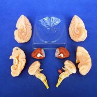 China Human Brain Model 8 Parts Anatomical Model for Schools and Educational Institutions for sale