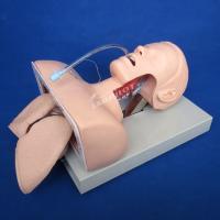 China Electronic Intubation Training Head for Advanced Airway Management Model NG Tube Function for sale