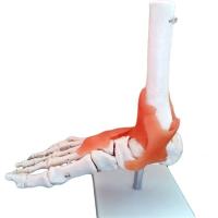 China Life-Size Anatomical Structure of Foot Human Medical Foot Joint Bone Model for Demonstration for sale