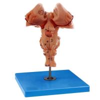 China Amplified Brainstem Model The Must-Have for Schools' Medical Anatomical Demonstration for sale
