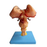 China Amplified Brainstem Model The Must-Have for Schools' Medical Anatomical Demonstration for sale